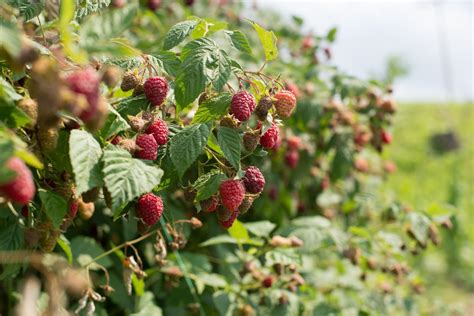 Raspberry Varieties Autumn And Summer Types Plantura