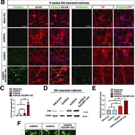 Taxbp1 Inactivation Exacerbates αsyn Aggregates In Da Neurons A