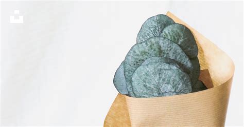 가방을 들고 있는 손의 클로즈업 사진 Unsplash의 무료 식물 이미지