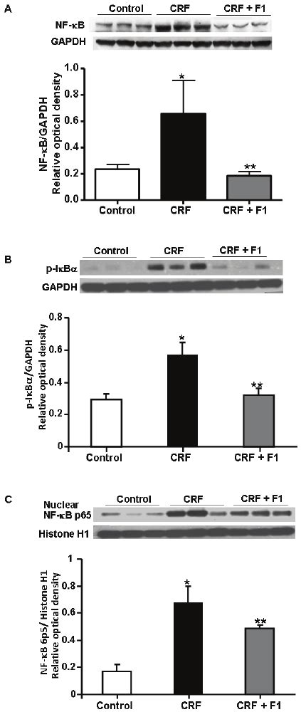 Representative Western Blot And Quantitative Data Of Download