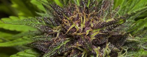 What Makes Weed Purple Oaseeds