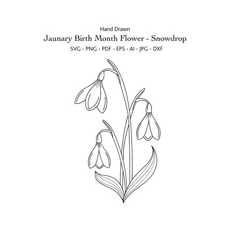 Snowdrop Flower Drawing