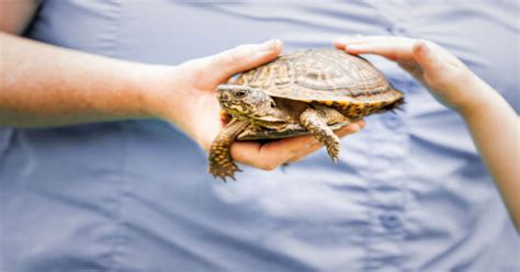 How To Clean Tortoise Shell Everything You Need To Know