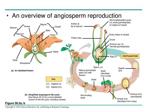 Angiosperm Reproduction And Biotechnology Ppt Download