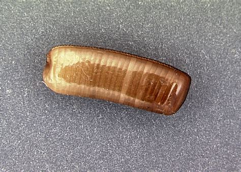 Ufifas Cockroach Photographs Cd Rom