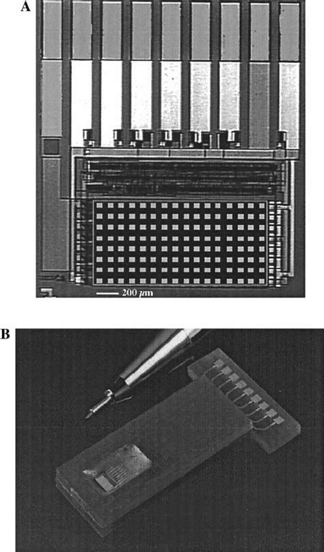 Silicon Polypyrrole Dna Chip Download Scientific Diagram
