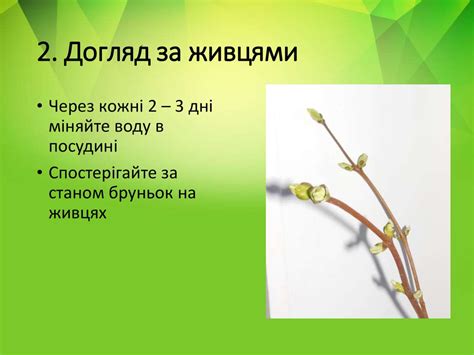Розвиток пагона з бруньки Дослідницький практикум №2 Тема 3 Квіткова рослина Урок біології