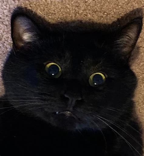 Are Brock And Bronk Twins Rsquishmallow