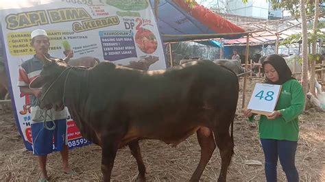 SAPI QURBAN No Sapi GoQurban Jual Kambing Domba Sapi