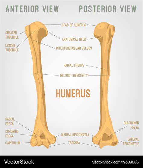 Humerus Bone