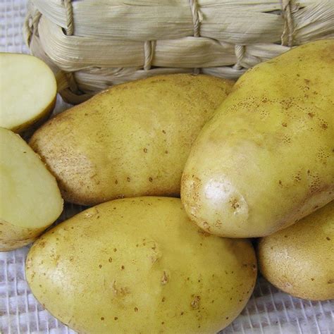 Сорт картофеля «Юбилей Жукова» – описание и фото