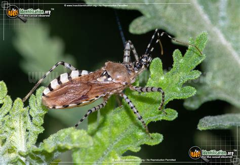 Assassin Bug Pselliopus Cinctus