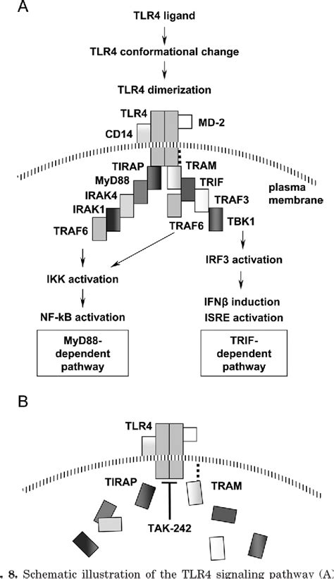 Figure 4 From TAK 242 Resatorvid A Small Molecule Inhibitor Of Toll