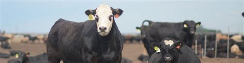Gene Max™ Dna Test For Commercial Angus Cab Cattle