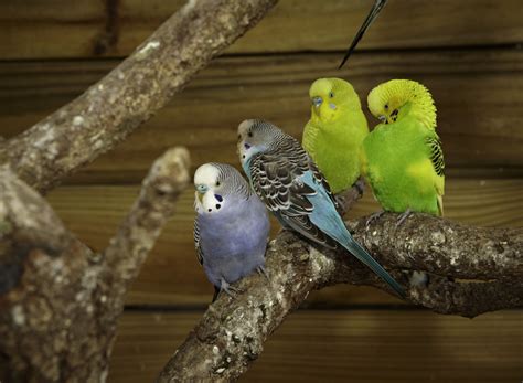 Parakeet Budgie Parrot Bird Tropical 4 Wallpapers HD Desktop And
