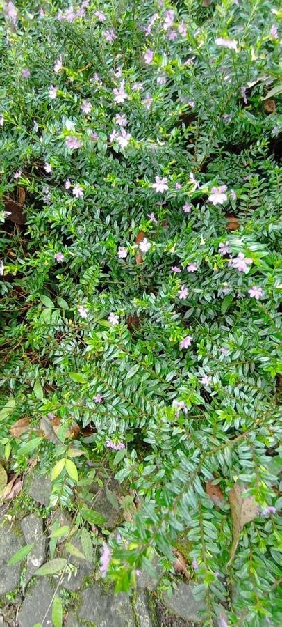 Taiwanese Ornamental Flower Plant With Purple Flowers Stock Image Image Of Meadow Woodland