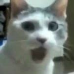 Os 10 Animais mais engraçados da internet Mas que Cena