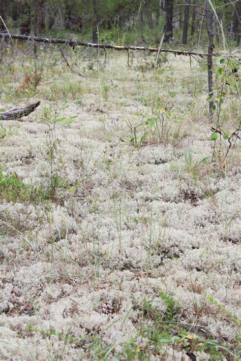 Moss Lichen Forest Free Stock Photo Public Domain Pictures