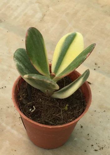 Crassula Variegated Jade Crassula Ovata Variegata Small Succulent