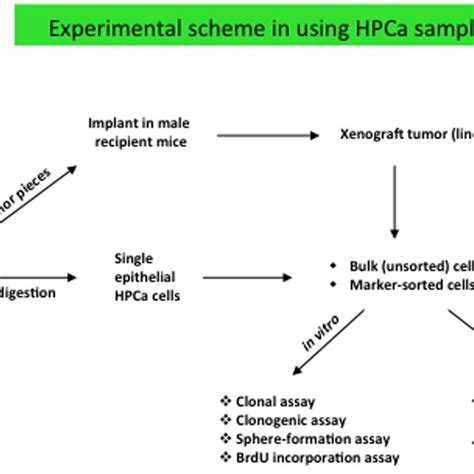 Experimental Scheme In Using Hpca Samples See Text For Description