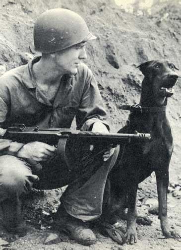 Doberman Military Service Dobermans Den