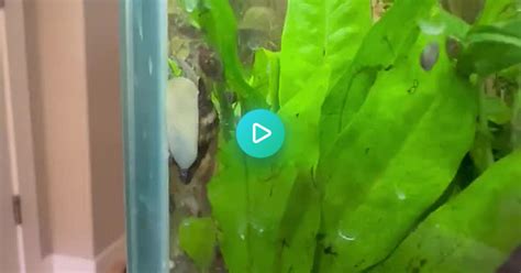 Help My Assassin Snail Is Broken Album On Imgur