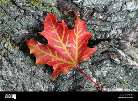 Sugar Maple Tree Leaf