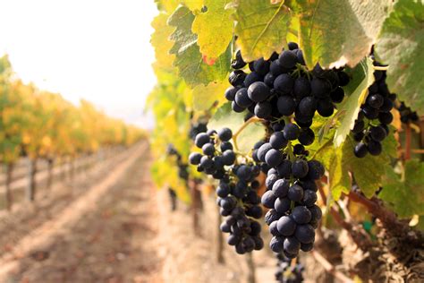 Vineyard Management Pacifica Wine Division