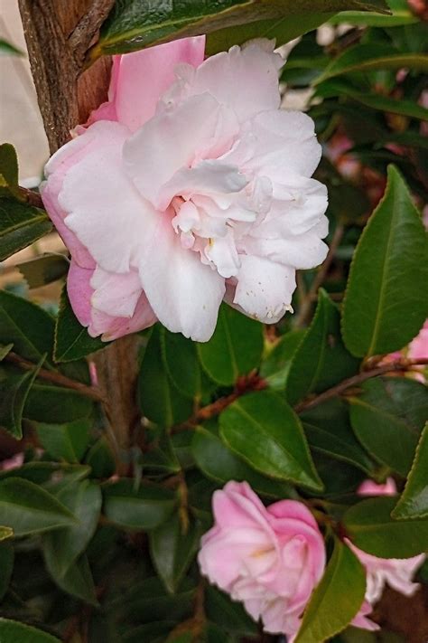 Avalon Nursery Camellia