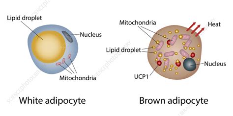 White And Brown Fat Cell Structure Illustration Stock Image F044 1405 Science Photo Library