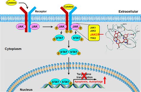 A Schematic Diagram Illustrating The Proposed Action Mechanism Of