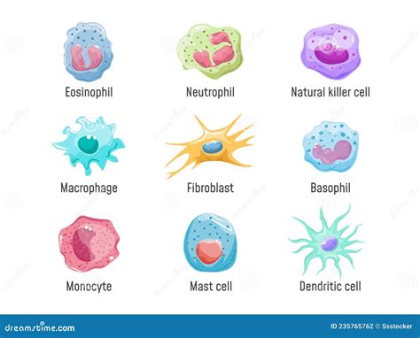 Fibroblast Anatomy Structure Of Cell Cartoon Vector Cartoondealer