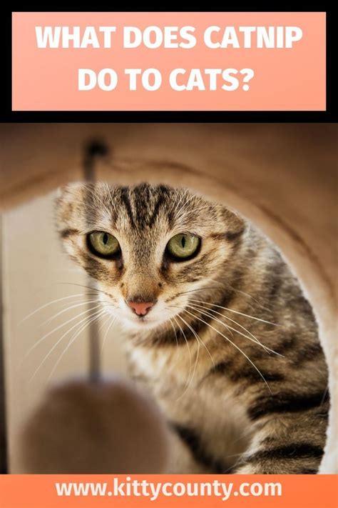 What Does Catnip Do To Cats You Will Be Surprised Artofit
