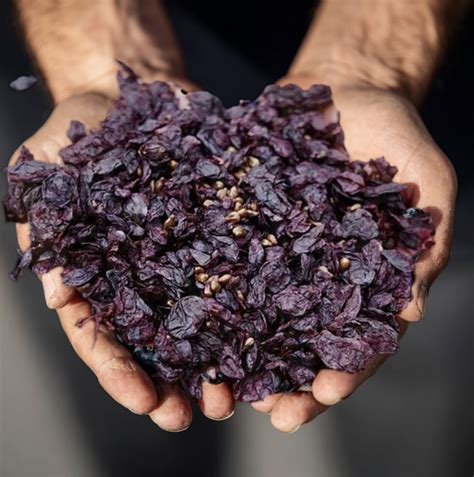 At Grap Sud Nothing Is Wasted Everything Is Distilled