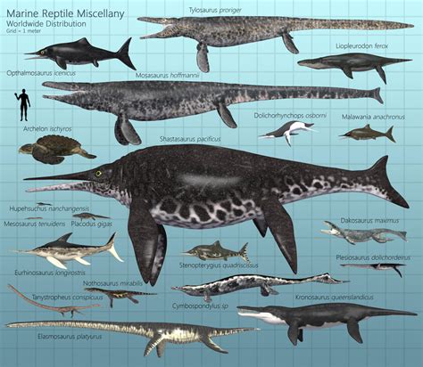 Marine Reptile Miscellany By Paleoguy On Deviantart