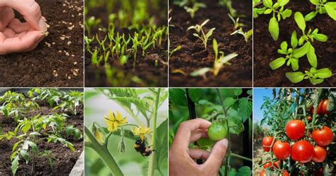 9 Tomato Plant Growth Stages Gardening Baron