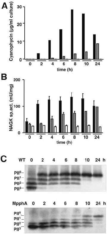 Analysis Of Cyanophycin Accumulation A And Nagk Activity B In Cell Download Scientific