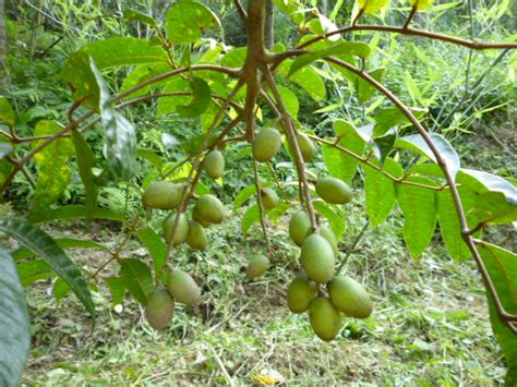 橄欖舖子 Olive House 我們的橄欖品種青橄欖