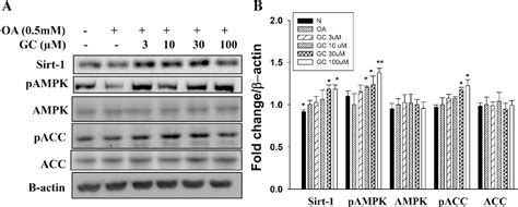 Figure 5 From Ginkgolide C Reduced Oleic Acid Induced Lipid