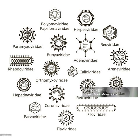 Classification Of Viruses High Res Vector Graphic Getty Images