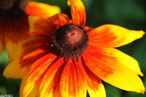 Rudbekia Rudbekia Natura