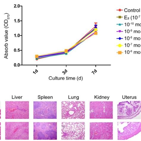 Toxicity Of Uchrt A Cell Viability Of Mc3t3 E1 Cells After