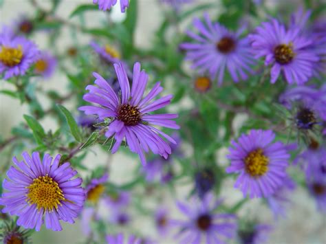 Aster Aromatic Hamilton Native Outpost