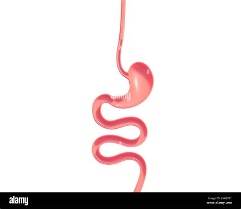 3d Illustration Of The Human Digestive System From The Esophagus To