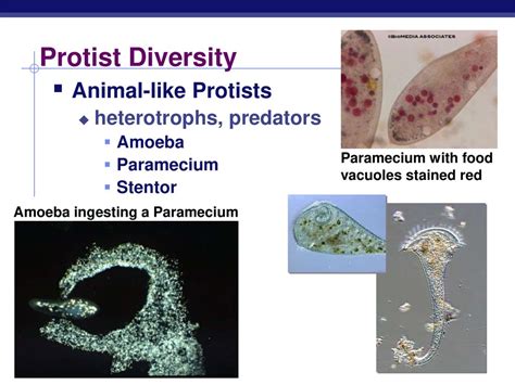 Kingdom Protists Domain Eukarya Domain Bacteria Archaea Ppt Download