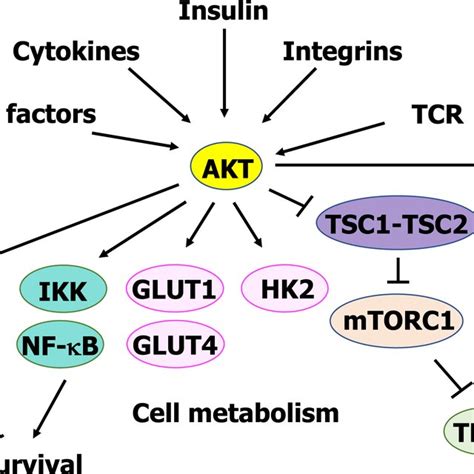 Schematic Representation Of Pkc And Gsk3β As Mtorc1‐independent