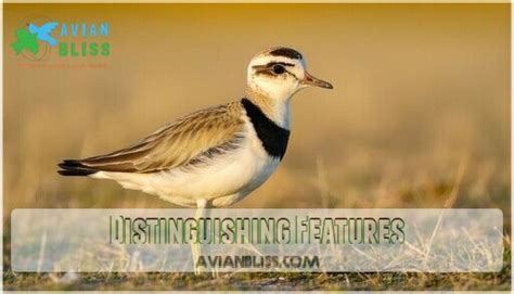 Canvasback Duck Complete Guide To Identification And Behavior