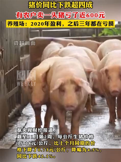 猪价同比下跌超四成，有农户卖一头猪亏了近600元猪价行情 养猪场 二师兄凤凰网视频凤凰网