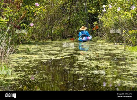 Kayaker Paddling Toward A Tree Canopy Passage To The North Guana