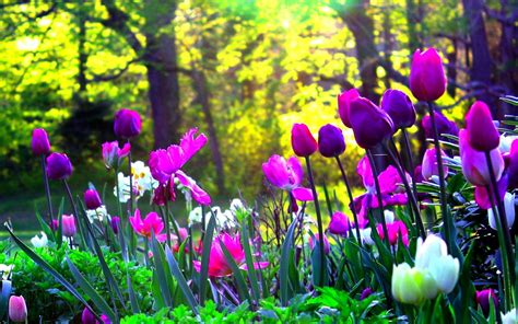 Spring Tulips Wallpaper 61 Images